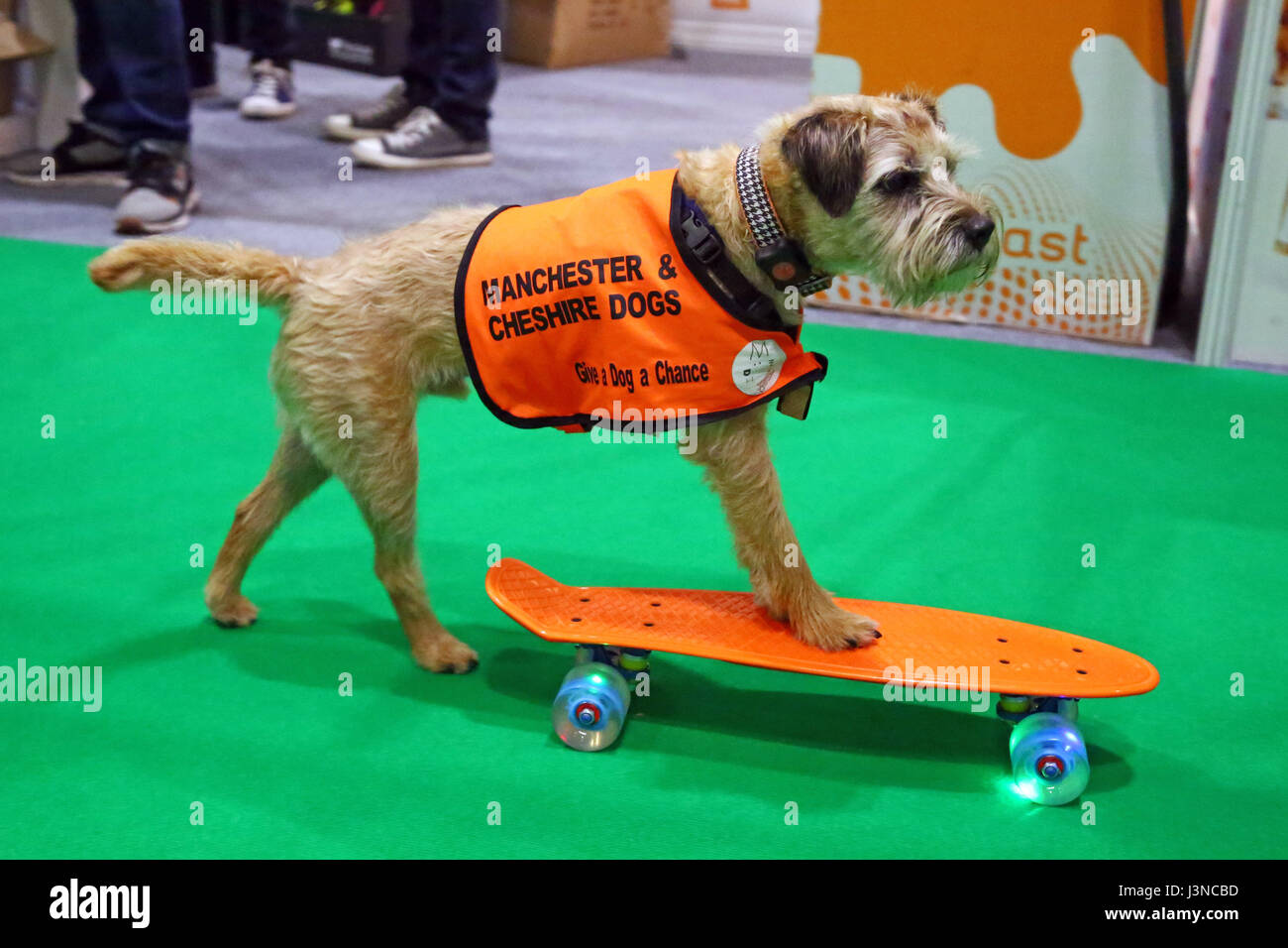 London, UK. 6th May, 2017. Toby the Border Terrier from Manchester and ...