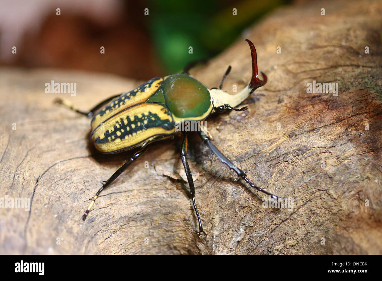 London, UK. 6th May, 2017. A Sun Beetle with a long nose at the ...