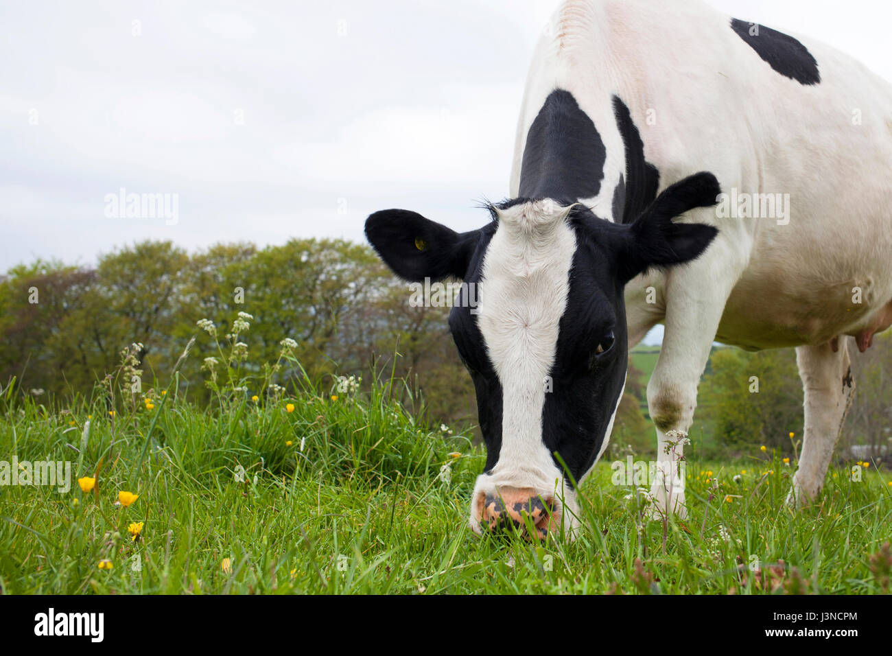 Crich, Derbyshire, U.K. 6th May 2017. Cows graze on a cloudy spring day ...