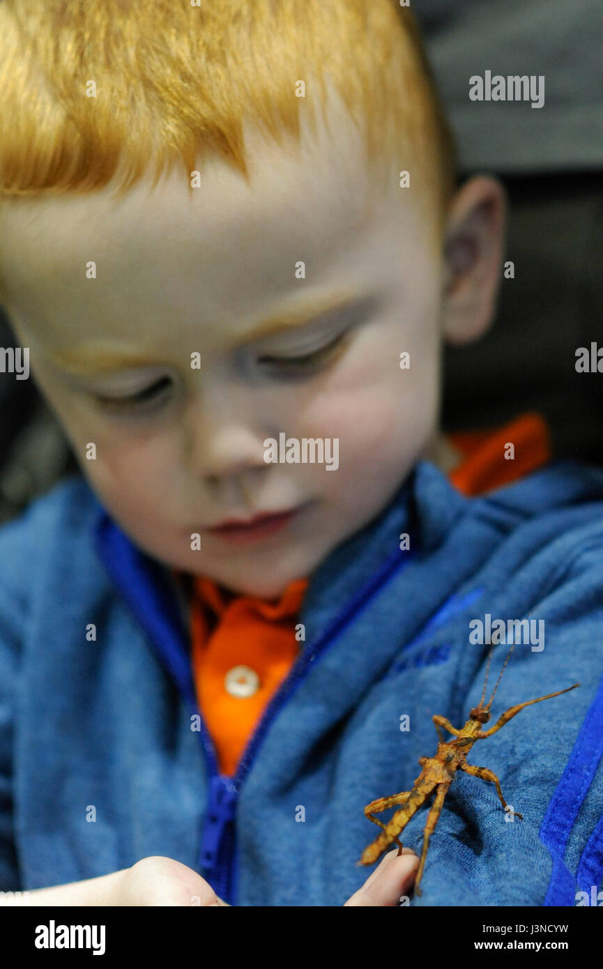 London, UK. 6th May, 2017. Four year old Billy meets a stick insect at ...