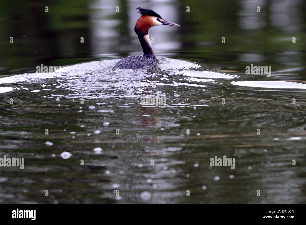 Himmelpfort, Germany. 05th May, 2017. A great crested grebe swims on ...