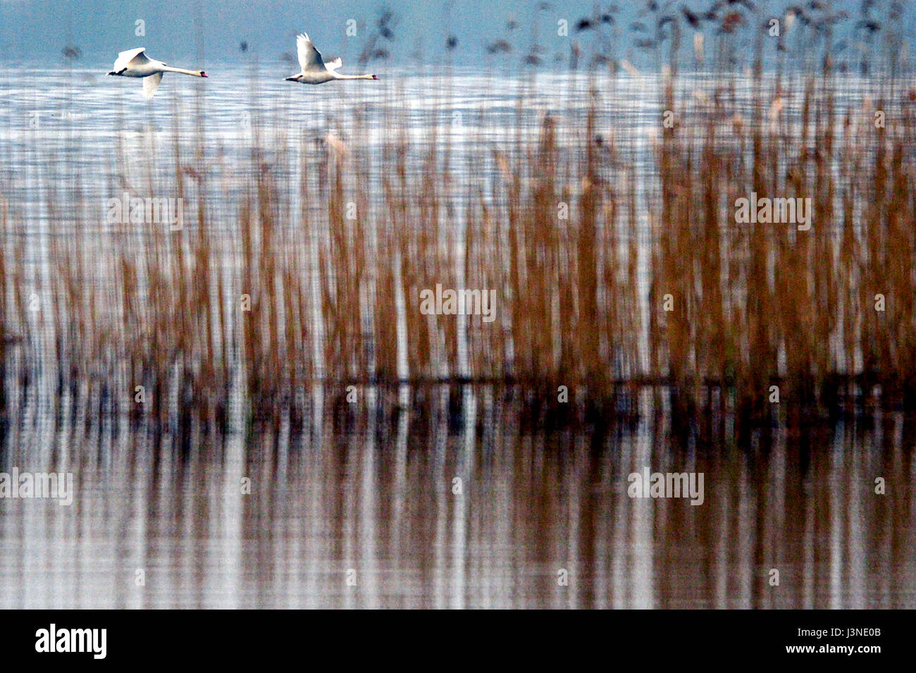 Himmelpfort, Germany. 5th May, 2017. Swans fly over the Stolp lake near ...