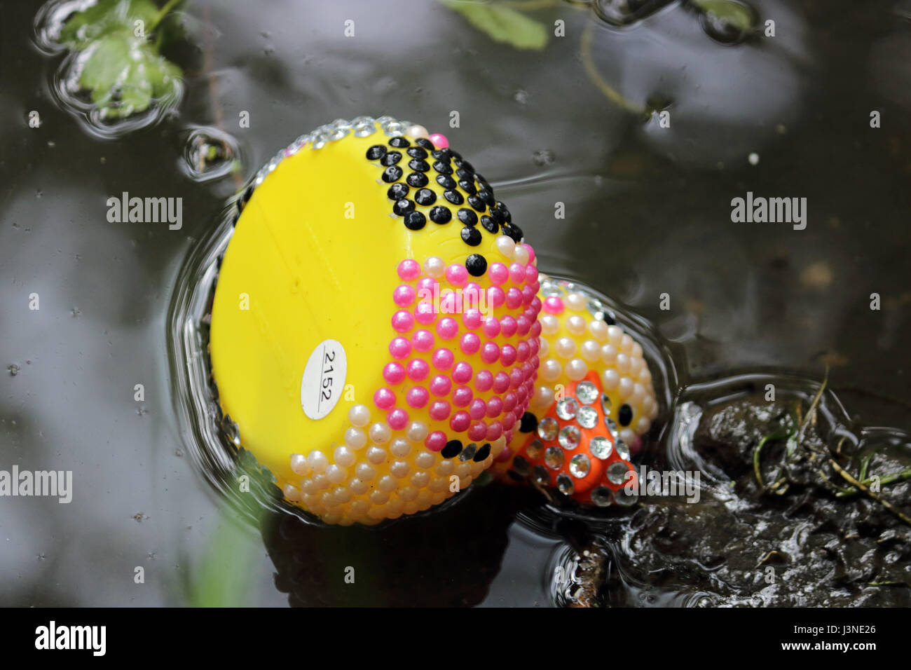 Duck stuck plastic hi-res stock photography and images - Alamy