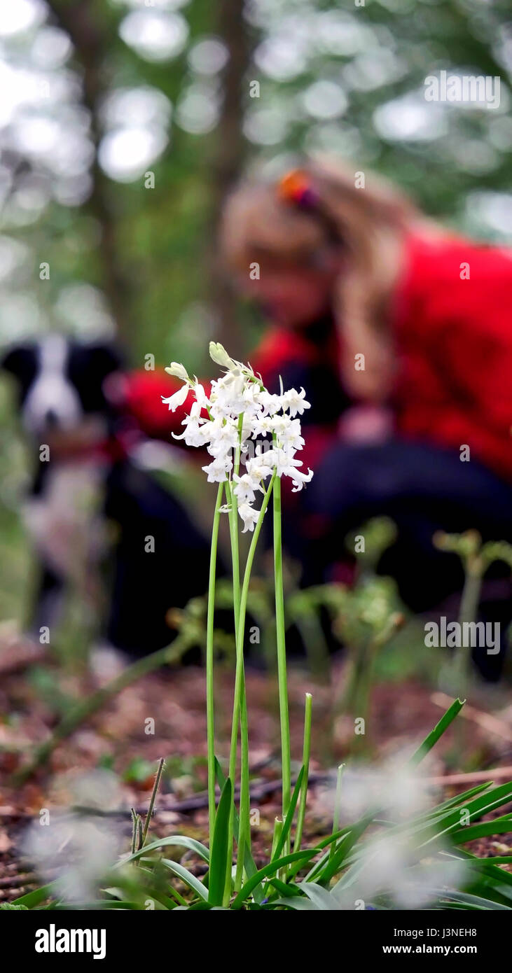 Albino border collie hi-res stock photography and images - Alamy