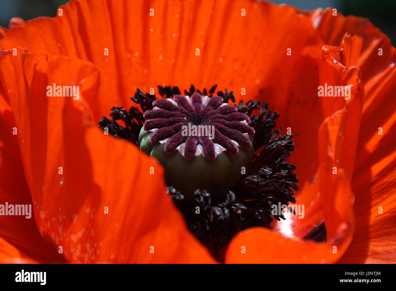 Europe wild macro hi-res stock photography and images - Alamy