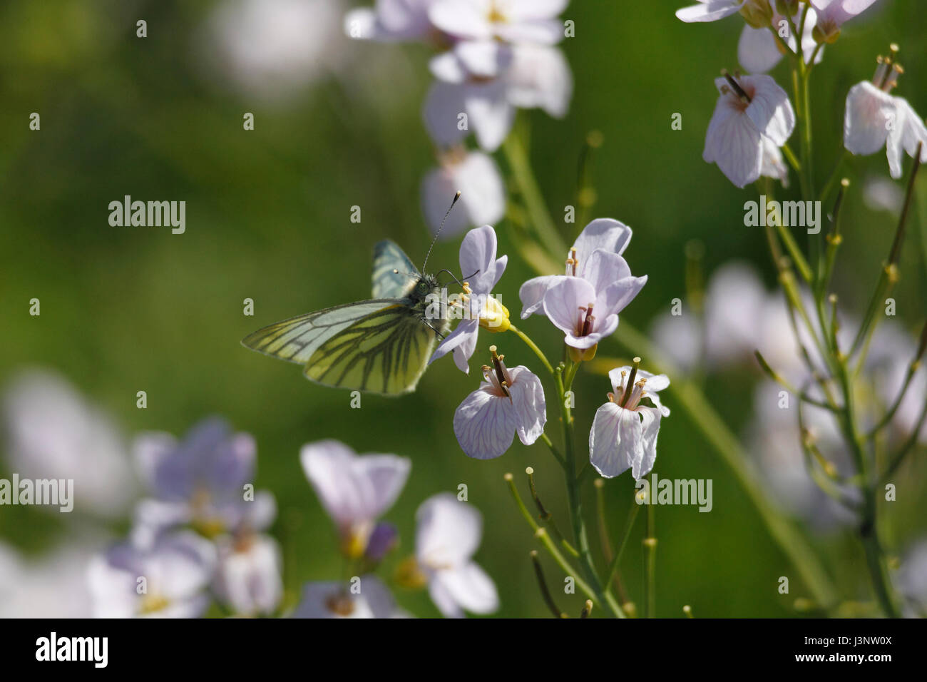 Green-veined White Butterfly in flight Stock Photo - Alamy
