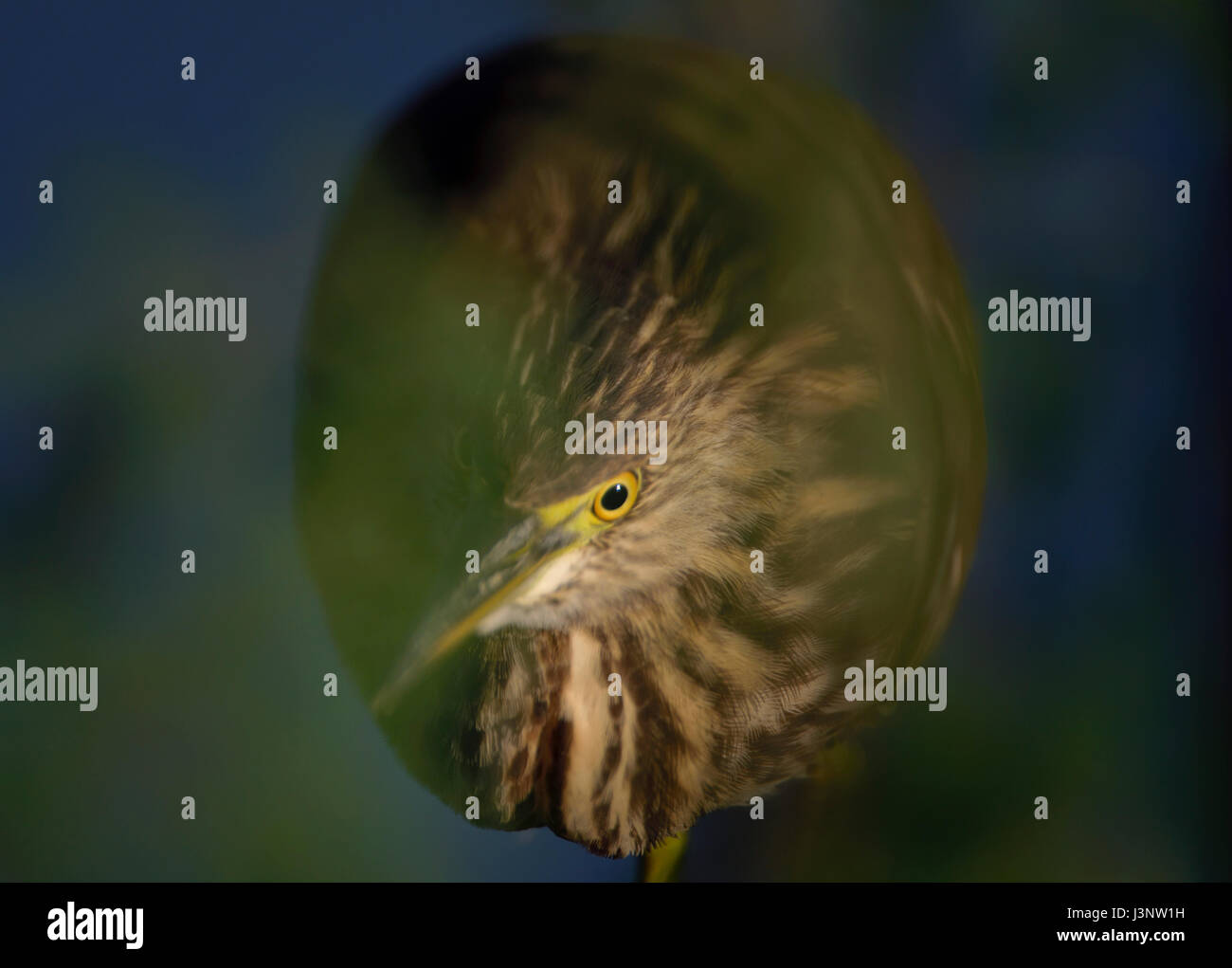 Portrait of a Bird Stock Photo - Alamy