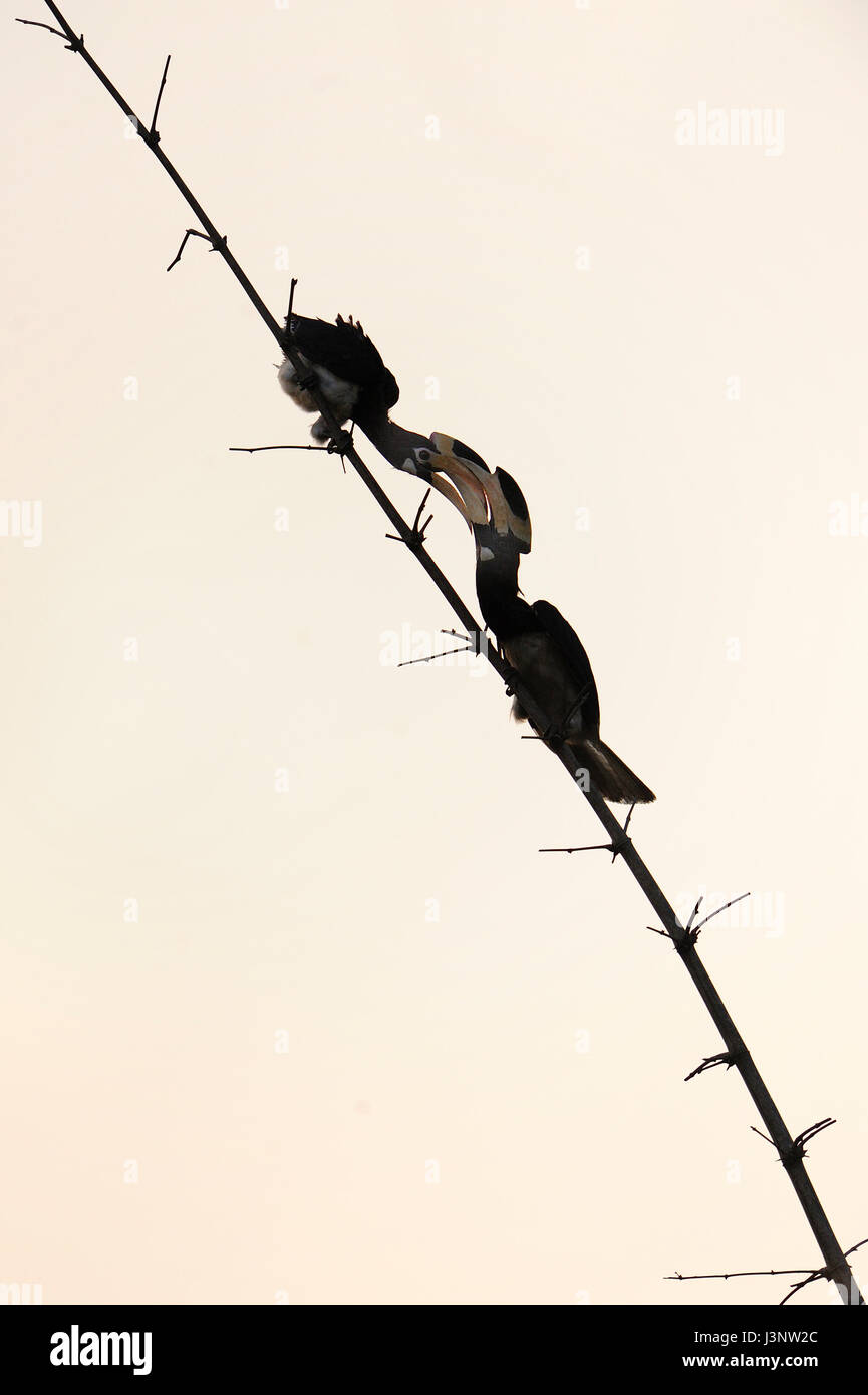 Butting Malabar Pied Hornbill Stock Photo - Alamy