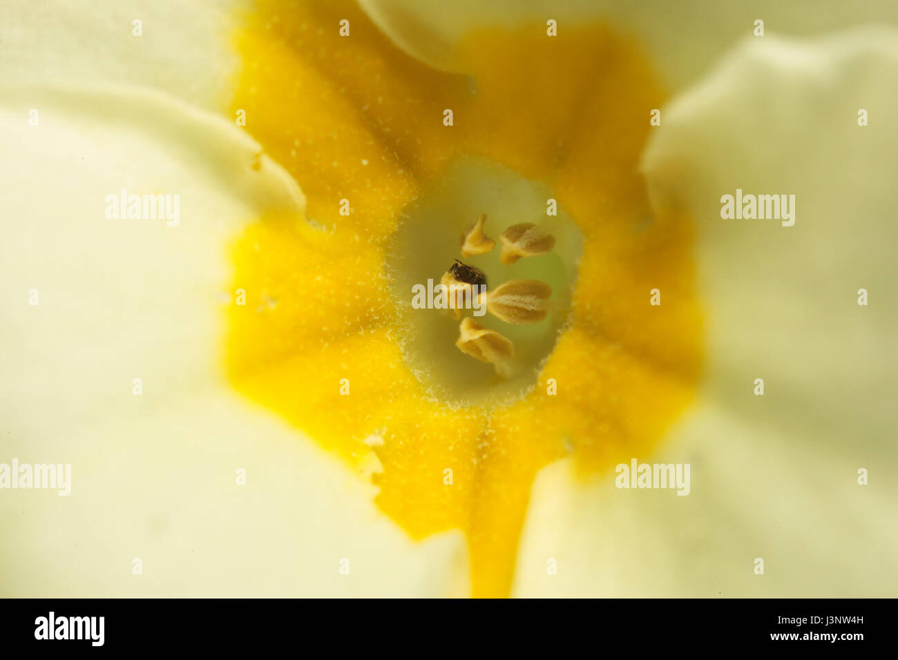 Primrose and tiny pollinating insect Stock Photo - Alamy