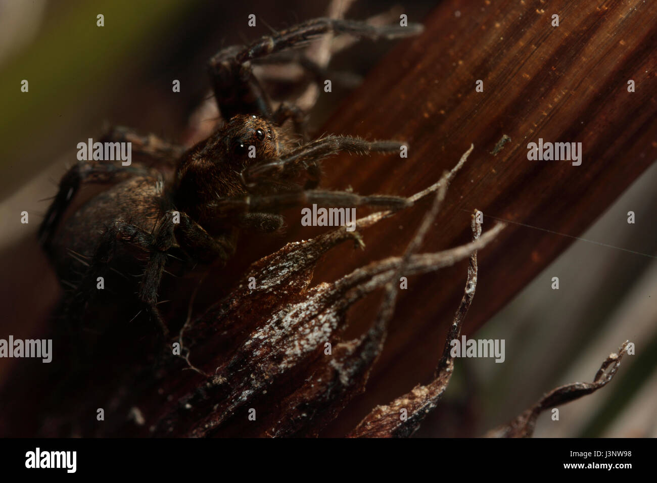 Spider wolf head hi-res stock photography and images - Alamy