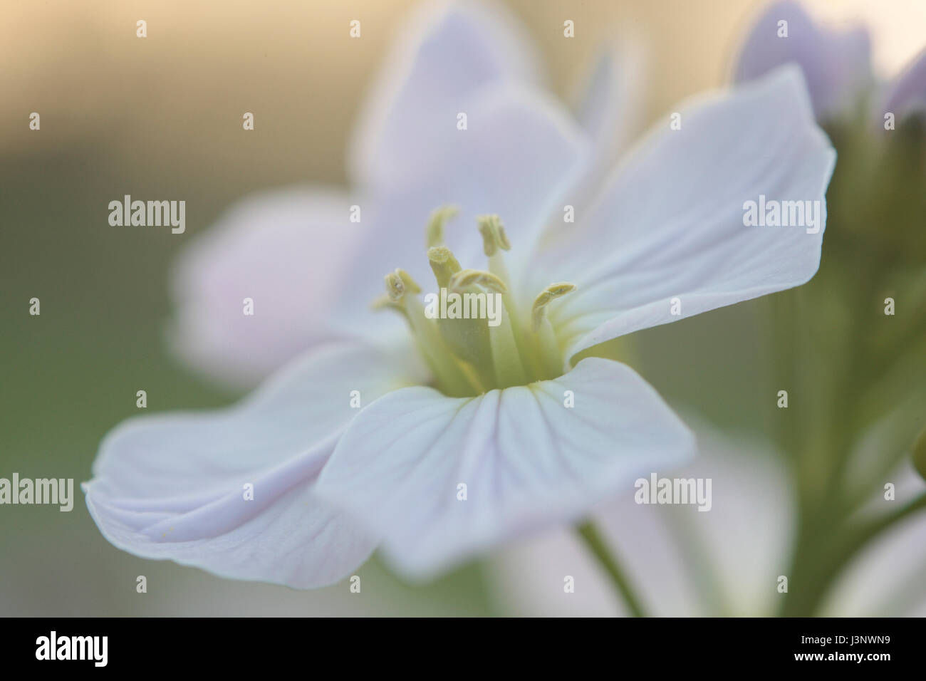 Cuckoo flower leaf hi-res stock photography and images - Alamy