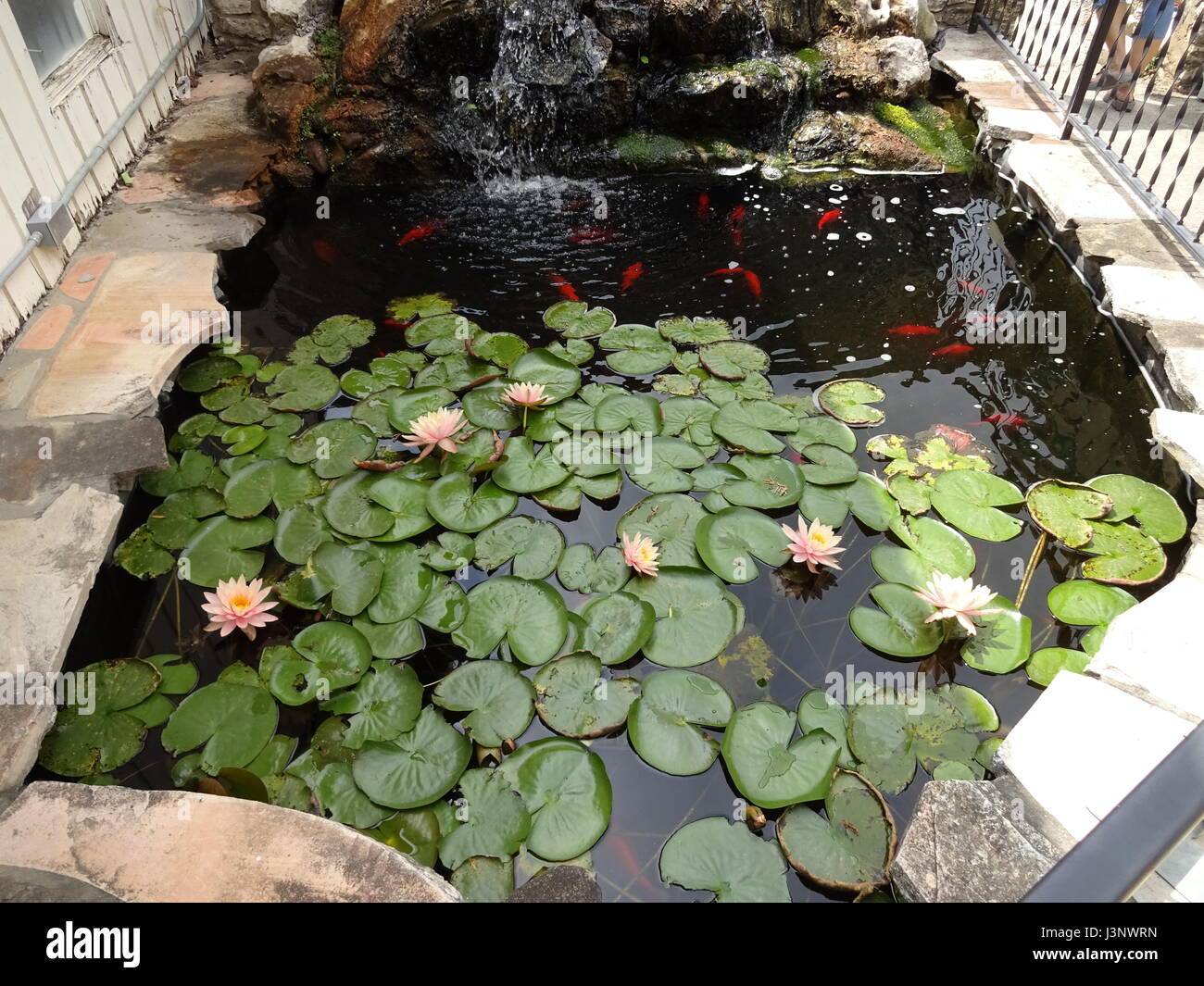 Fountain with goldfish hi-res stock photography and images - Alamy