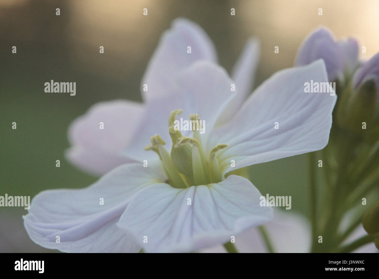 Cuckoo flowers ireland hi-res stock photography and images - Alamy