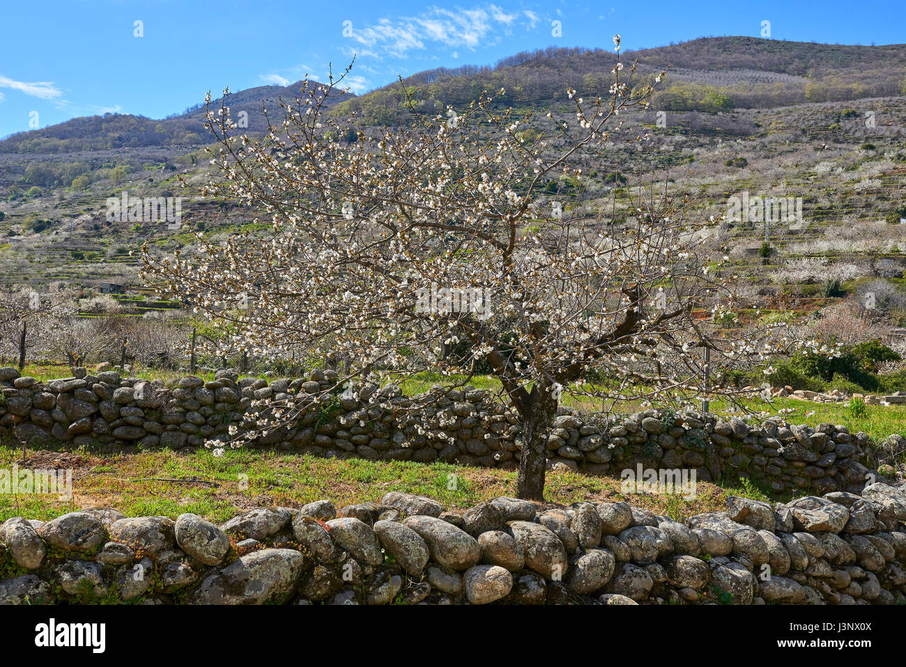 Cherry trees (Prunus cerasus), Cherry trees in full blossom, Jerte ...
