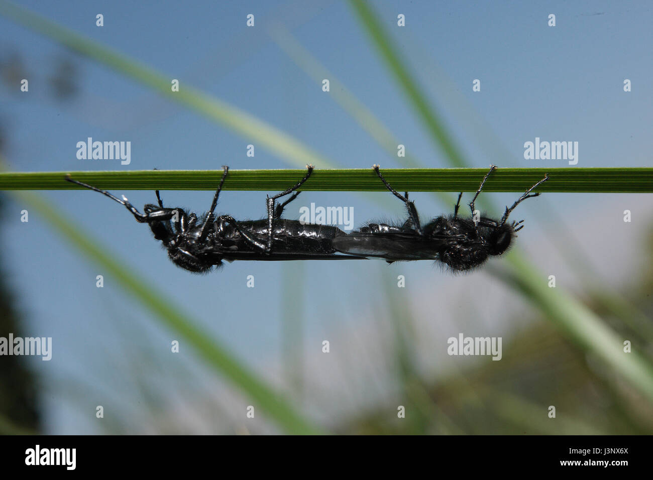 St marks fly mating hi-res stock photography and images - Alamy
