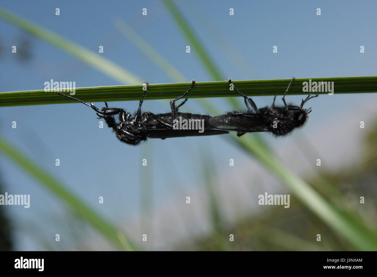 St marks fly mating hi-res stock photography and images - Alamy