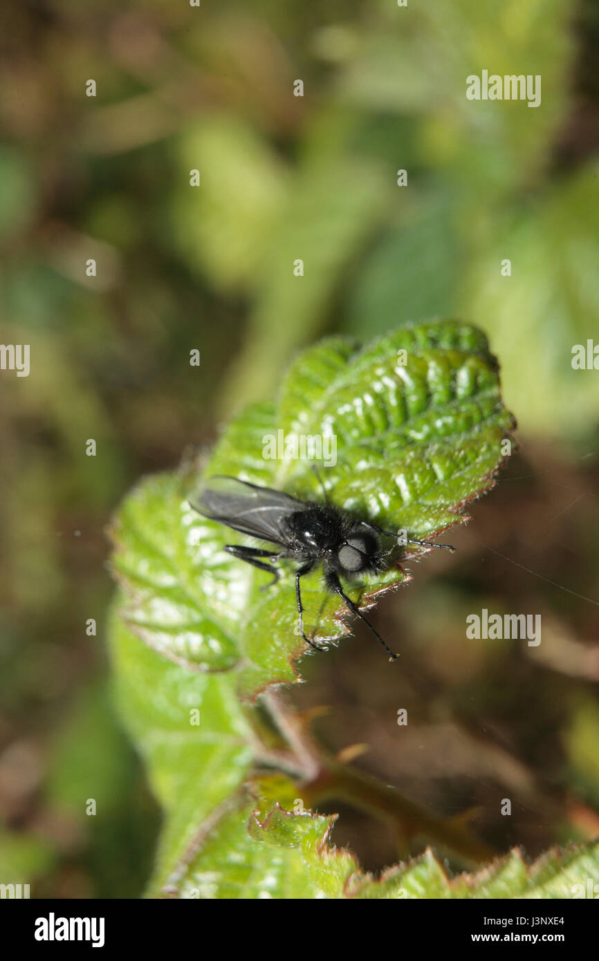 St marks fly mating hi-res stock photography and images - Alamy