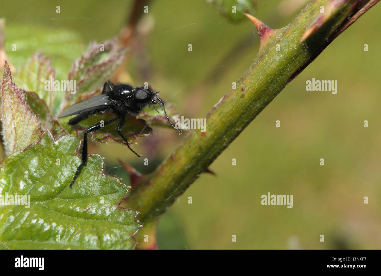Saint Marks Fly Stock Photo - Alamy