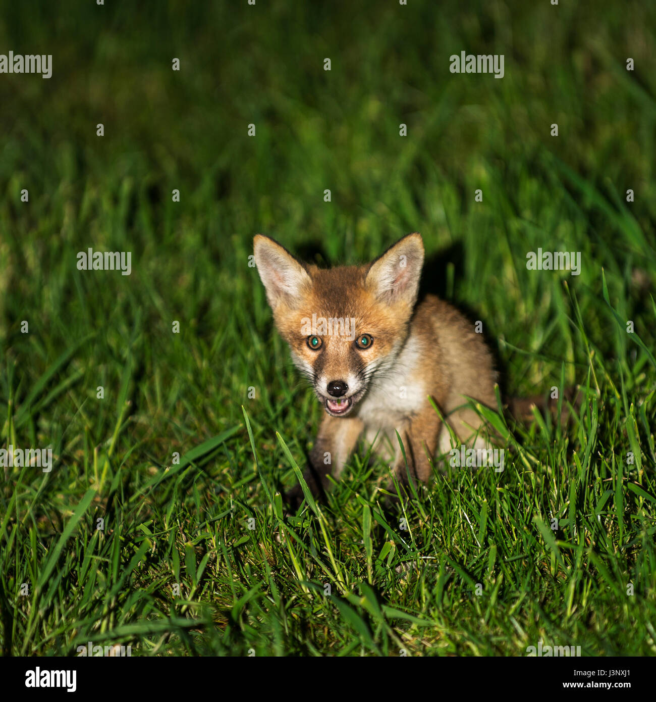 Young fox on lawn at night Stock Photo - Alamy