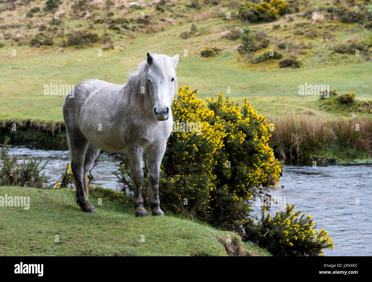 Dartmoor ponies at Bellever Forest Stock Photo - Alamy