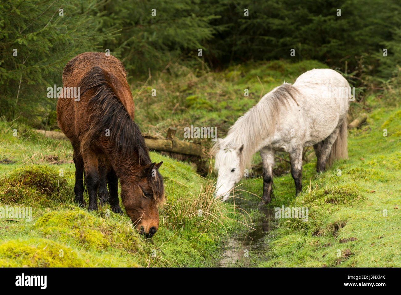 Dartmoor ponies at Bellever Forest Stock Photo - Alamy