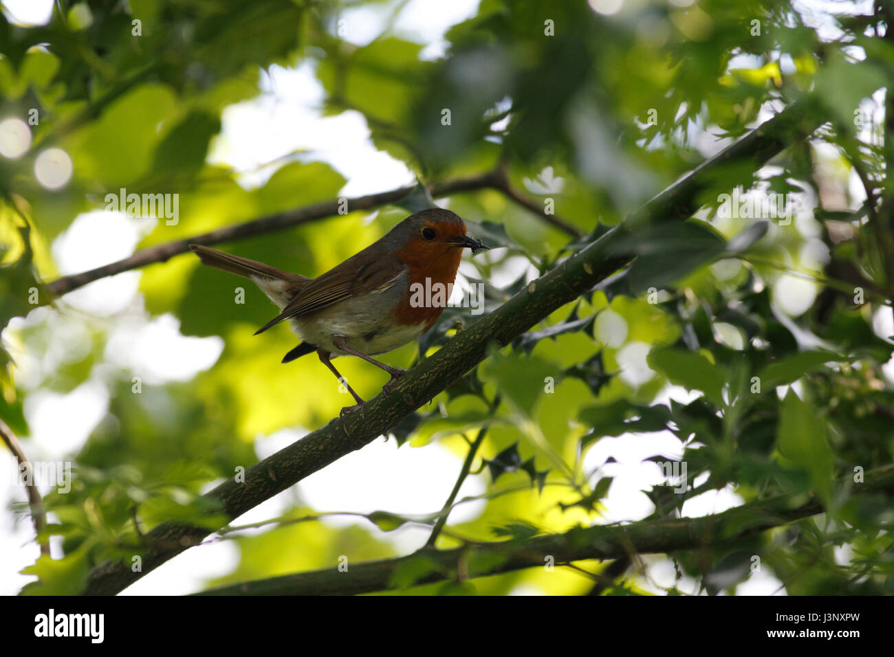 Robin foraging for food Stock Photo - Alamy