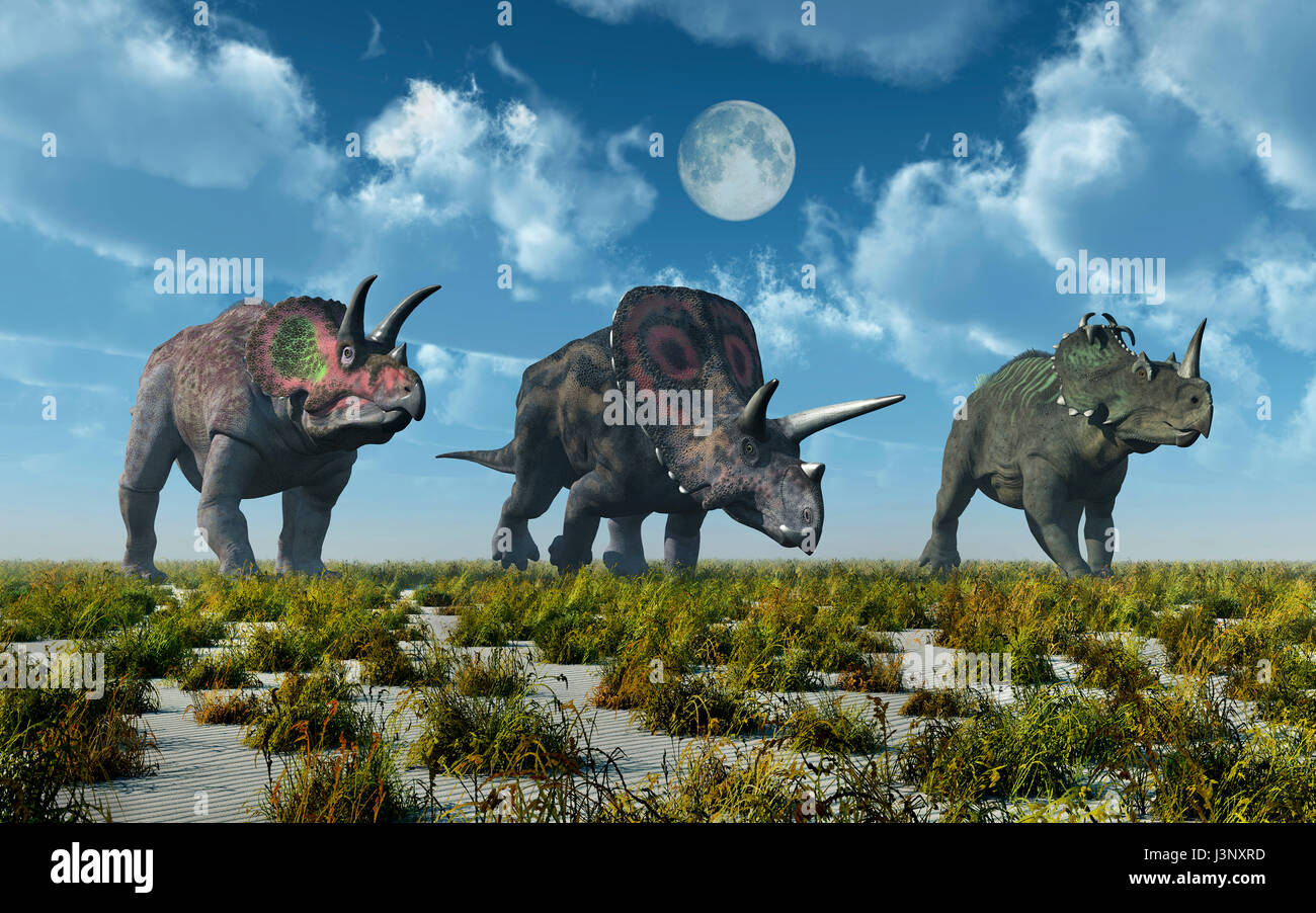 Torosaurus 7 6 9 0 meters long hi-res stock photography and images - Alamy