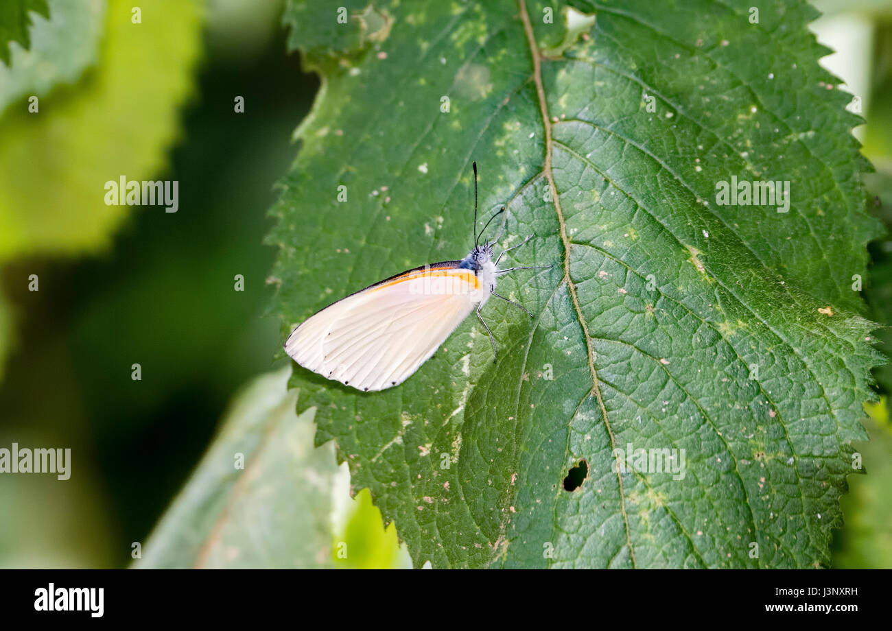 Eastern Dotted Border Butterfly (Mylothris agathina) Rests on a Leaf in ...