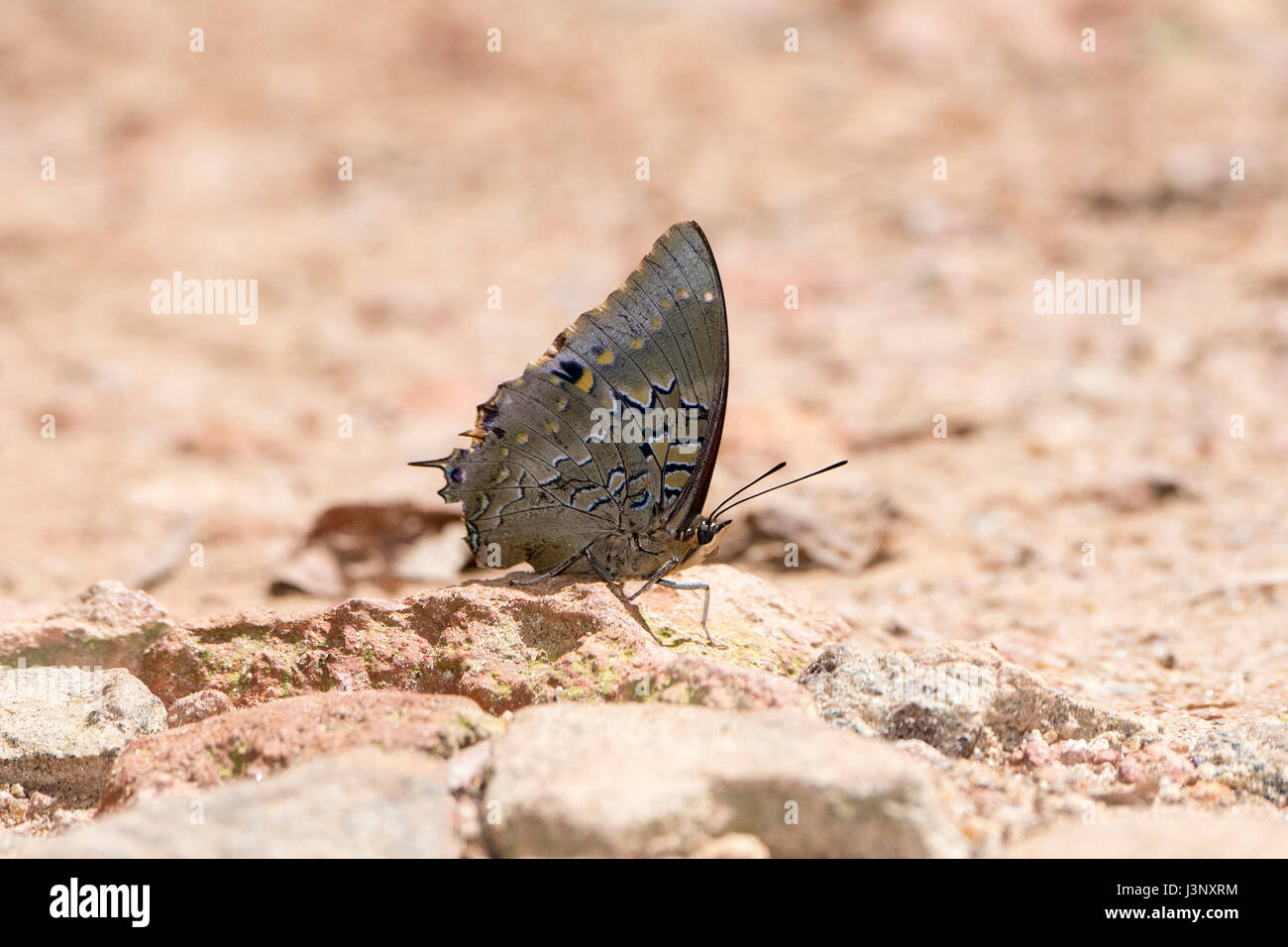 Western Blue Charaxes (Charaxes smaragdalis) Butterfly on a Rock in ...