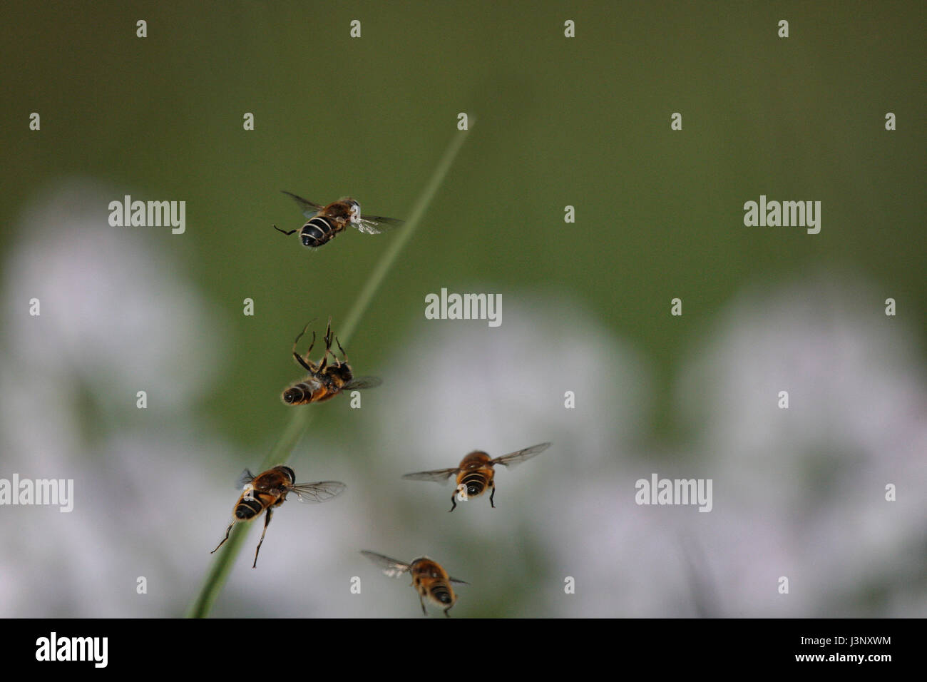 Hoverflies in flight Stock Photo - Alamy
