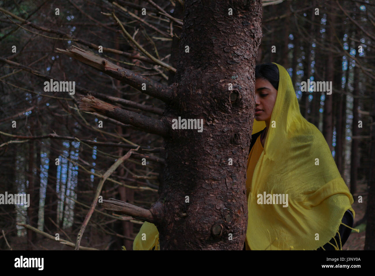 Ode to a tree Stock Photo - Alamy