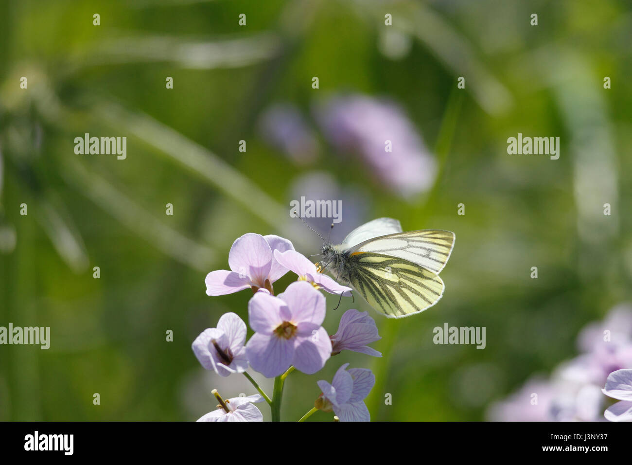 Green-veined White Butterfly in flight Stock Photo - Alamy