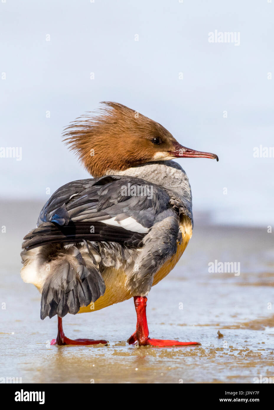 Female goosander hi-res stock photography and images - Alamy