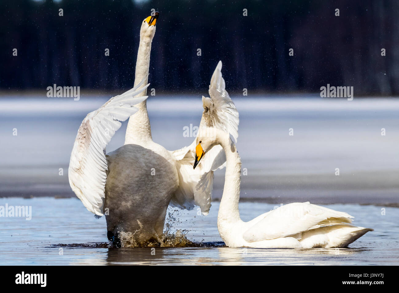 Whooper swan flap hi-res stock photography and images - Alamy