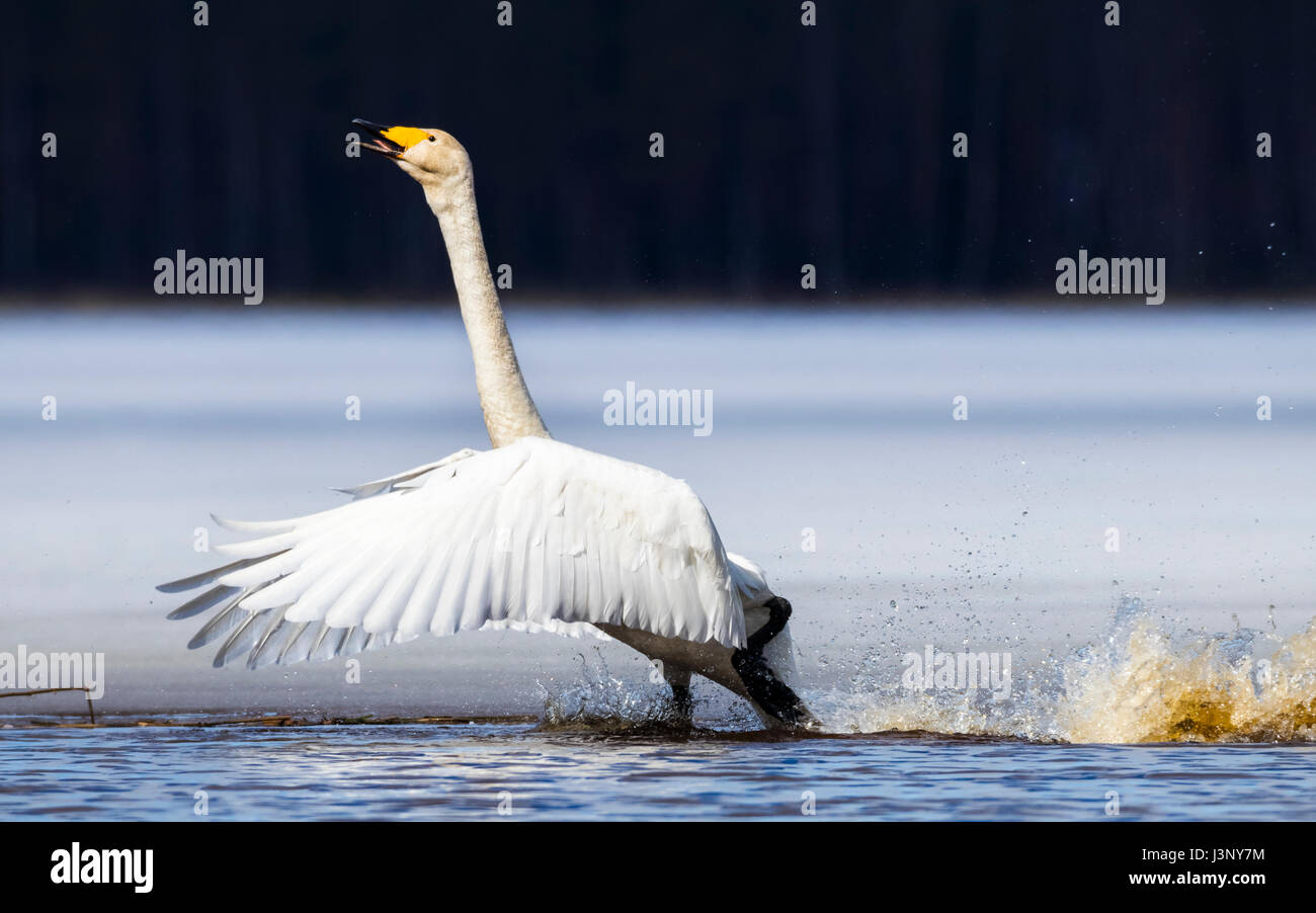 Whooper swan flap hi-res stock photography and images - Alamy