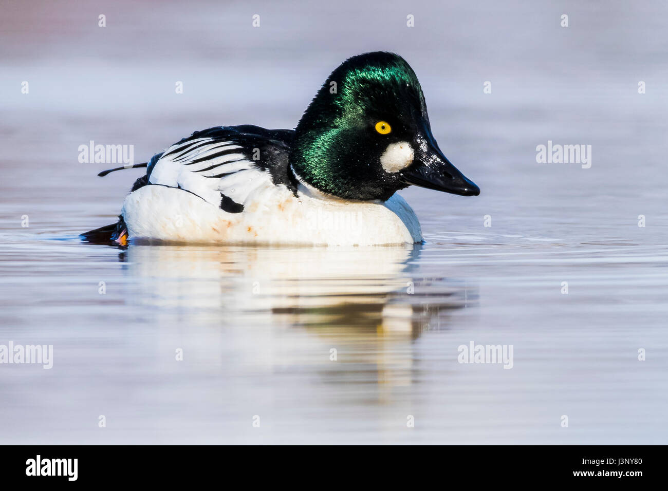 Male common goldeneye Stock Photo - Alamy