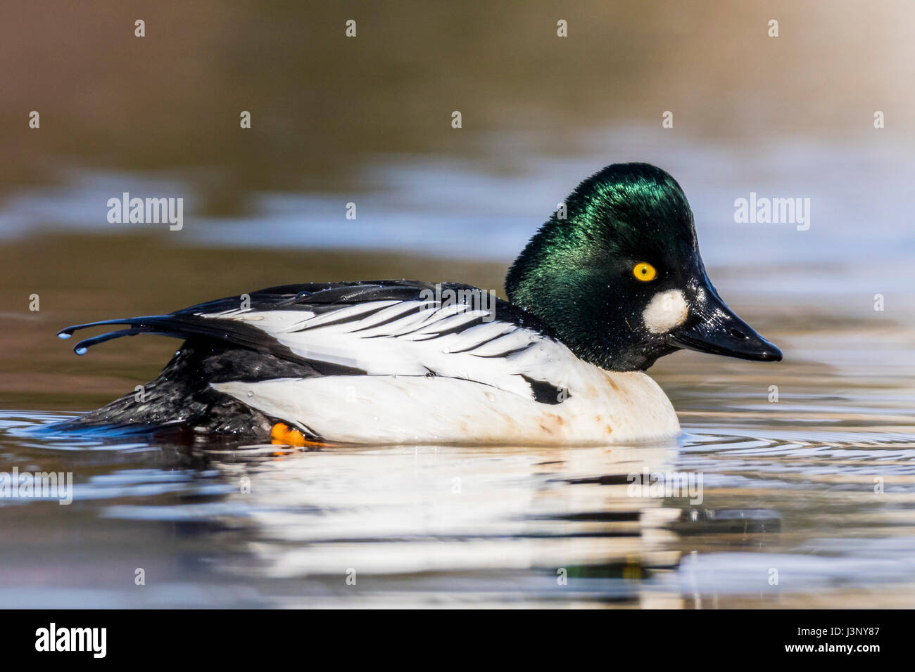 Male common goldeneye Stock Photo - Alamy Male common goldeneye Stock Photo - Alamy