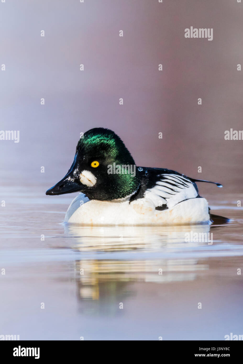 Male common goldeneye Stock Photo - Alamy Male common goldeneye Stock Photo - Alamy