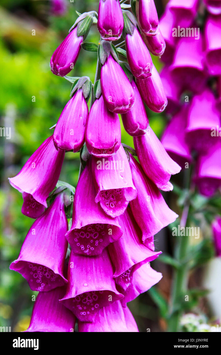 Digitalis blooms hi-res stock photography and images - Alamy