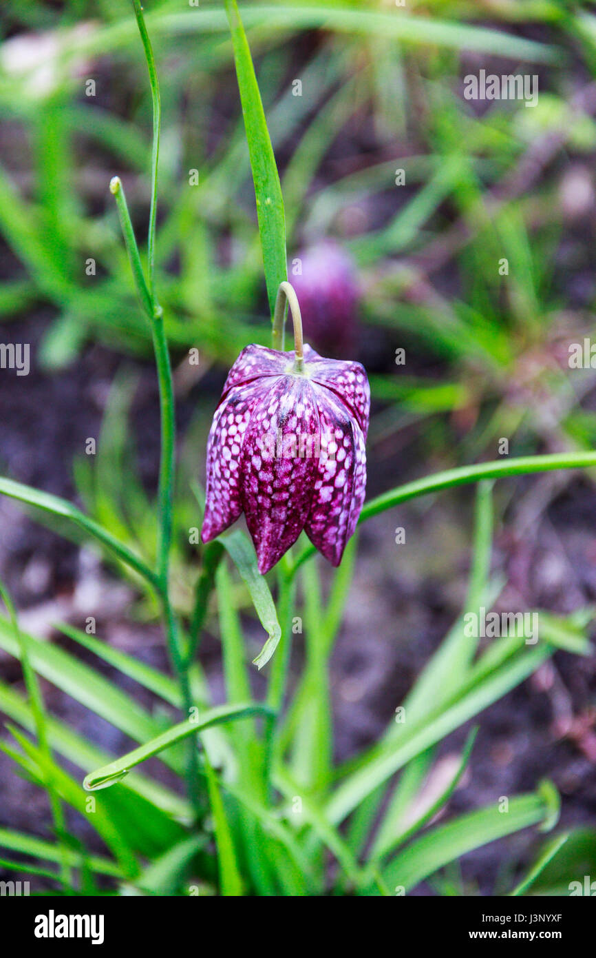 Snake’s head fritillaries hi-res stock photography and images - Alamy