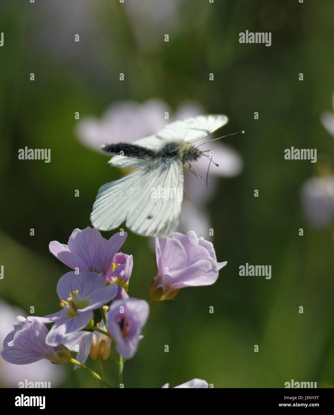 Green-veined White Butterfly in flight Stock Photo - Alamy
