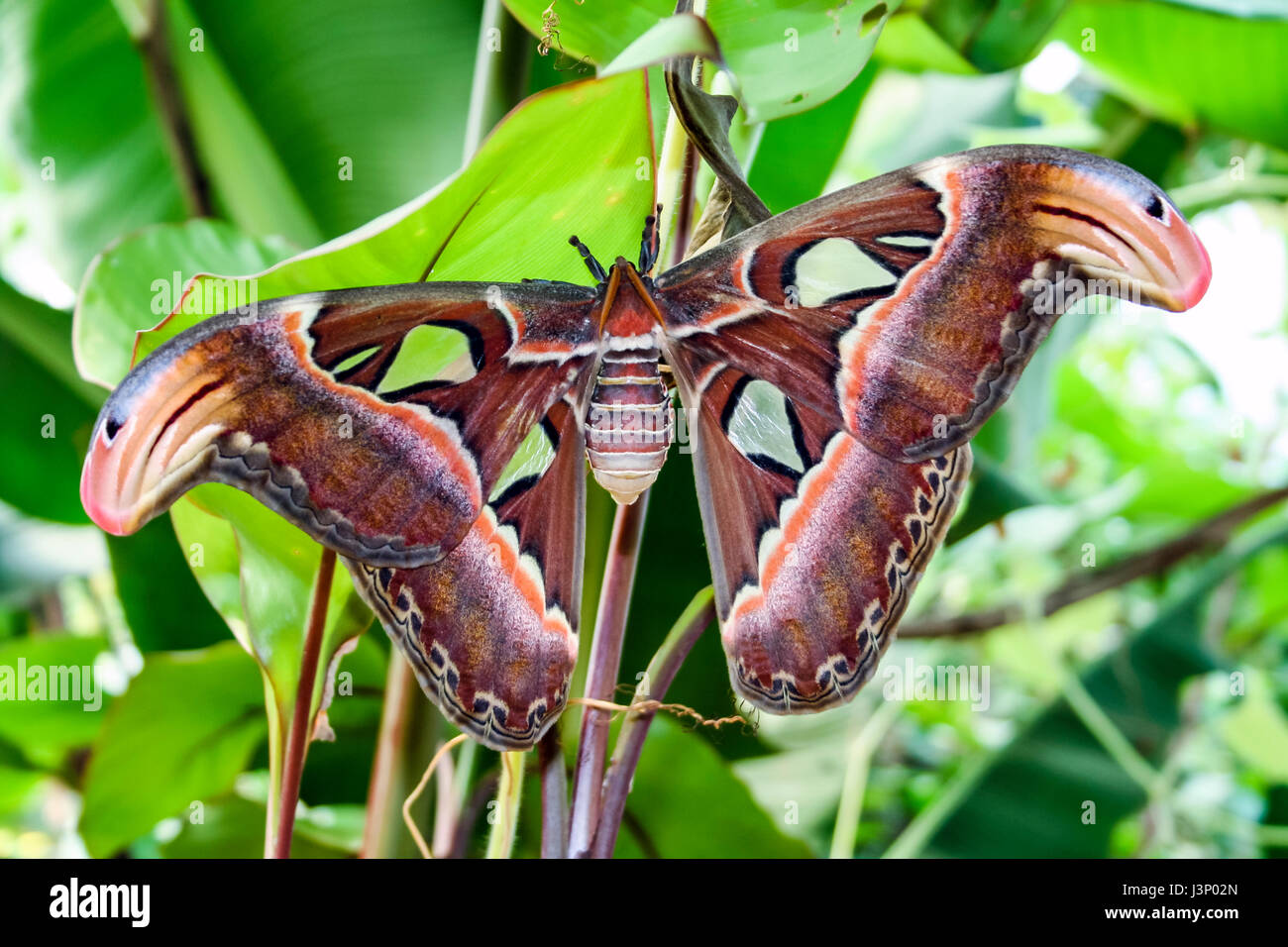 Atlas moth people hi-res stock photography and images - Alamy