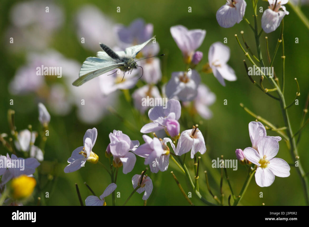 Green-veined White Butterfly in flight Stock Photo - Alamy