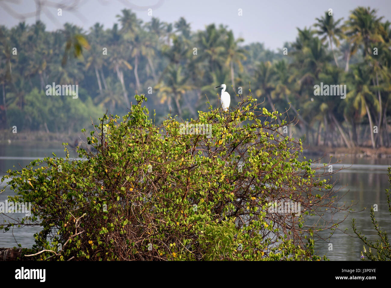 Indian stork bird hi-res stock photography and images - Alamy