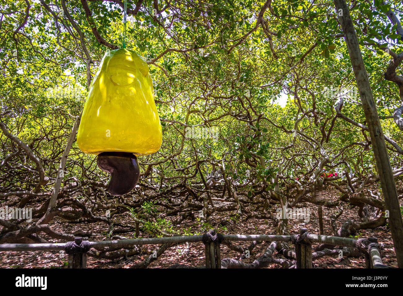 World's Largest Cashew Tree - Pirangi, Rio Grande do Norte, Brazil ...