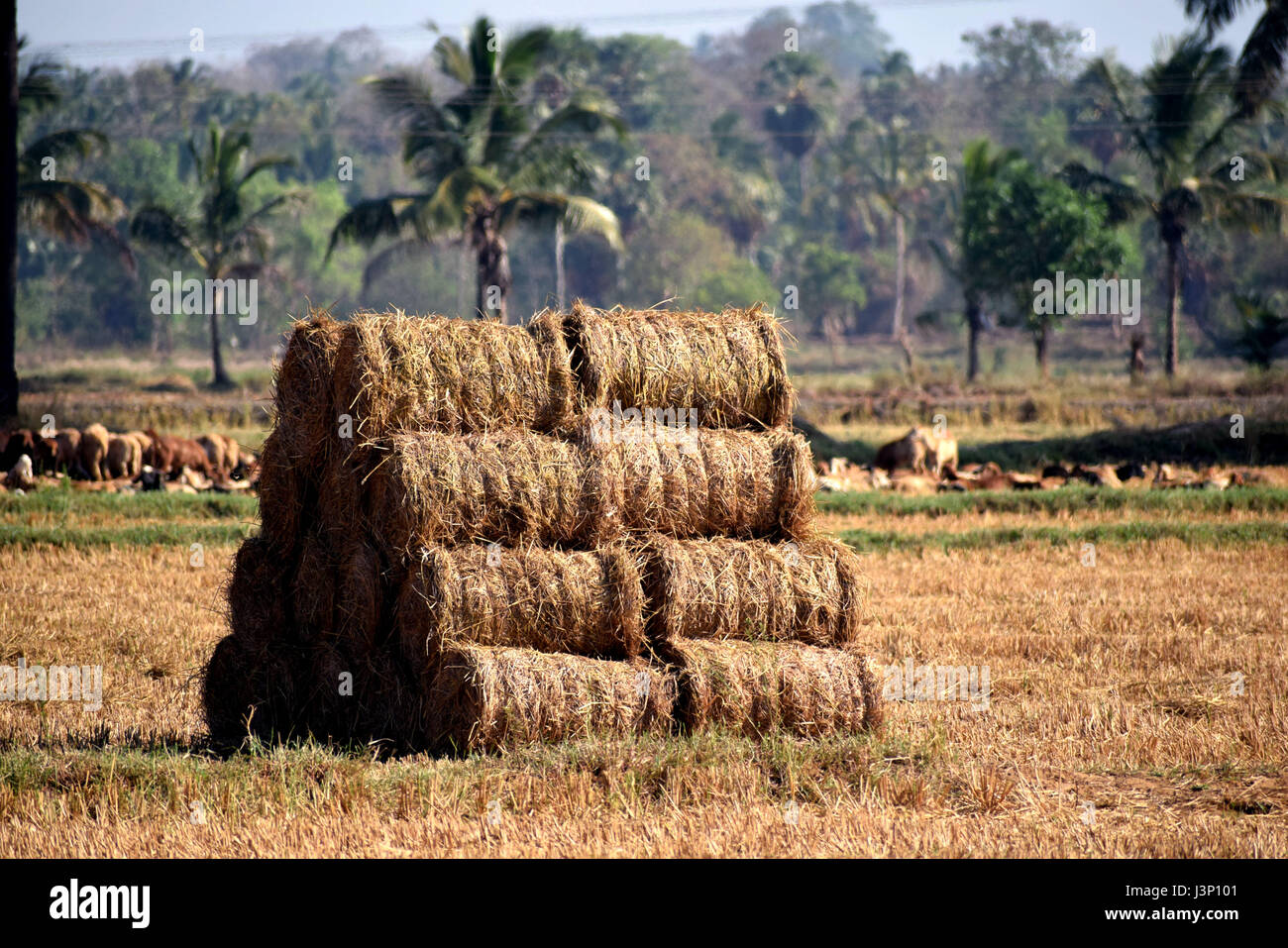 Paddy field after the cultivation is over Stock Photo - Alamy