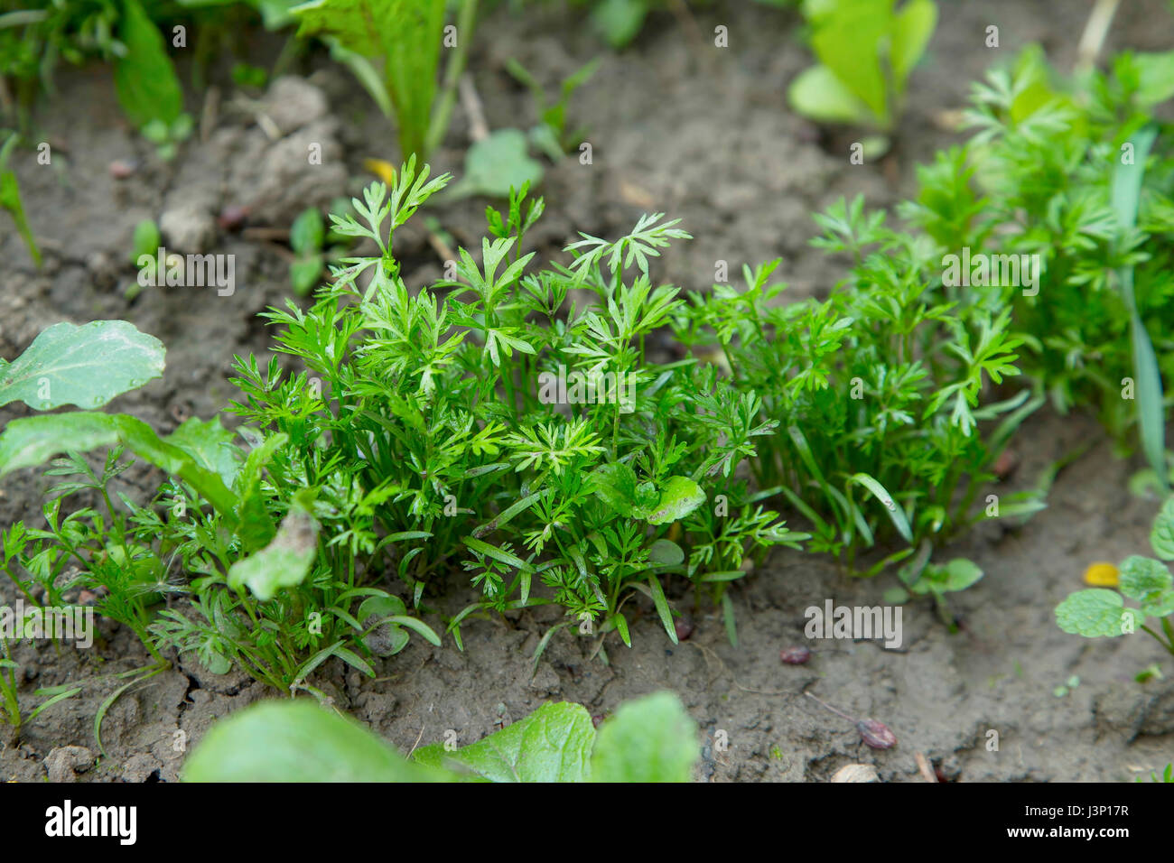 Young parsley plant hi-res stock photography and images - Alamy