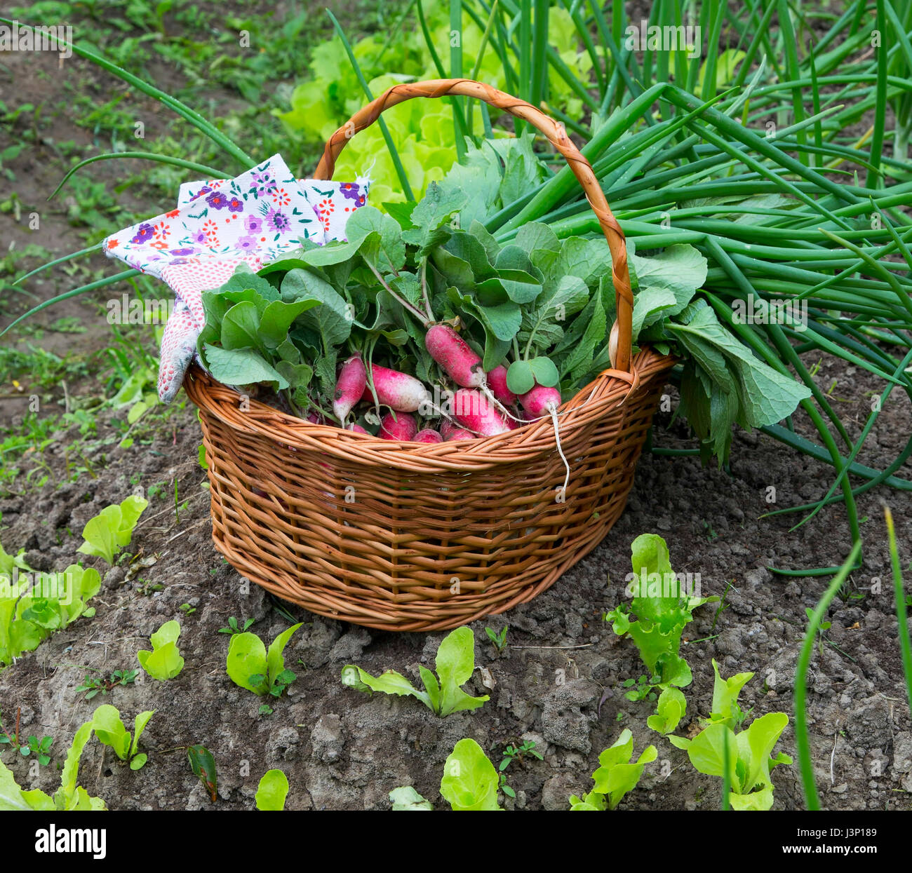 Fresh organic vegetables basket in the garden with green onion ...