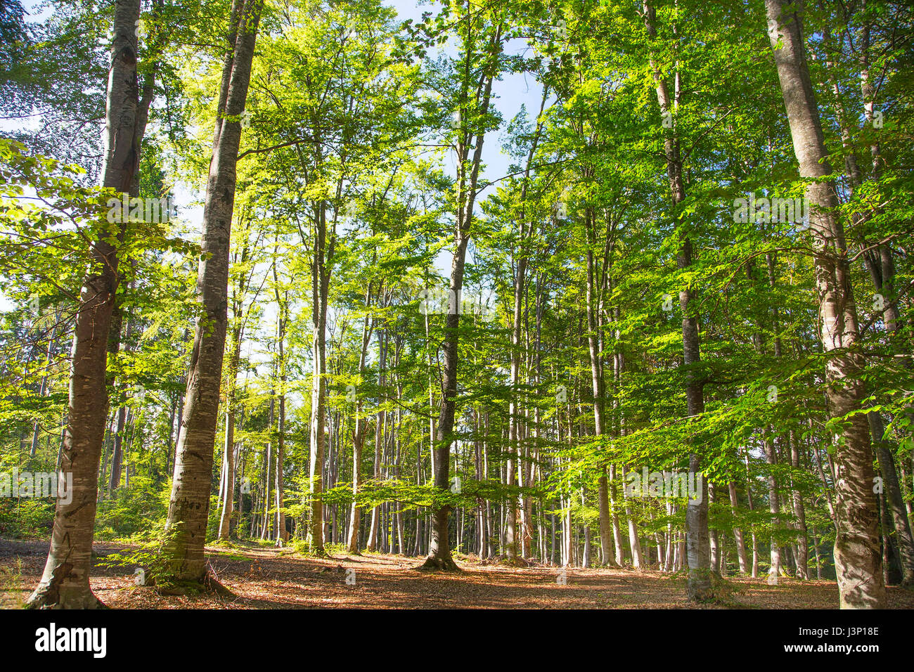 Green nature forest, oxygen full natural landscaped forest with green ...