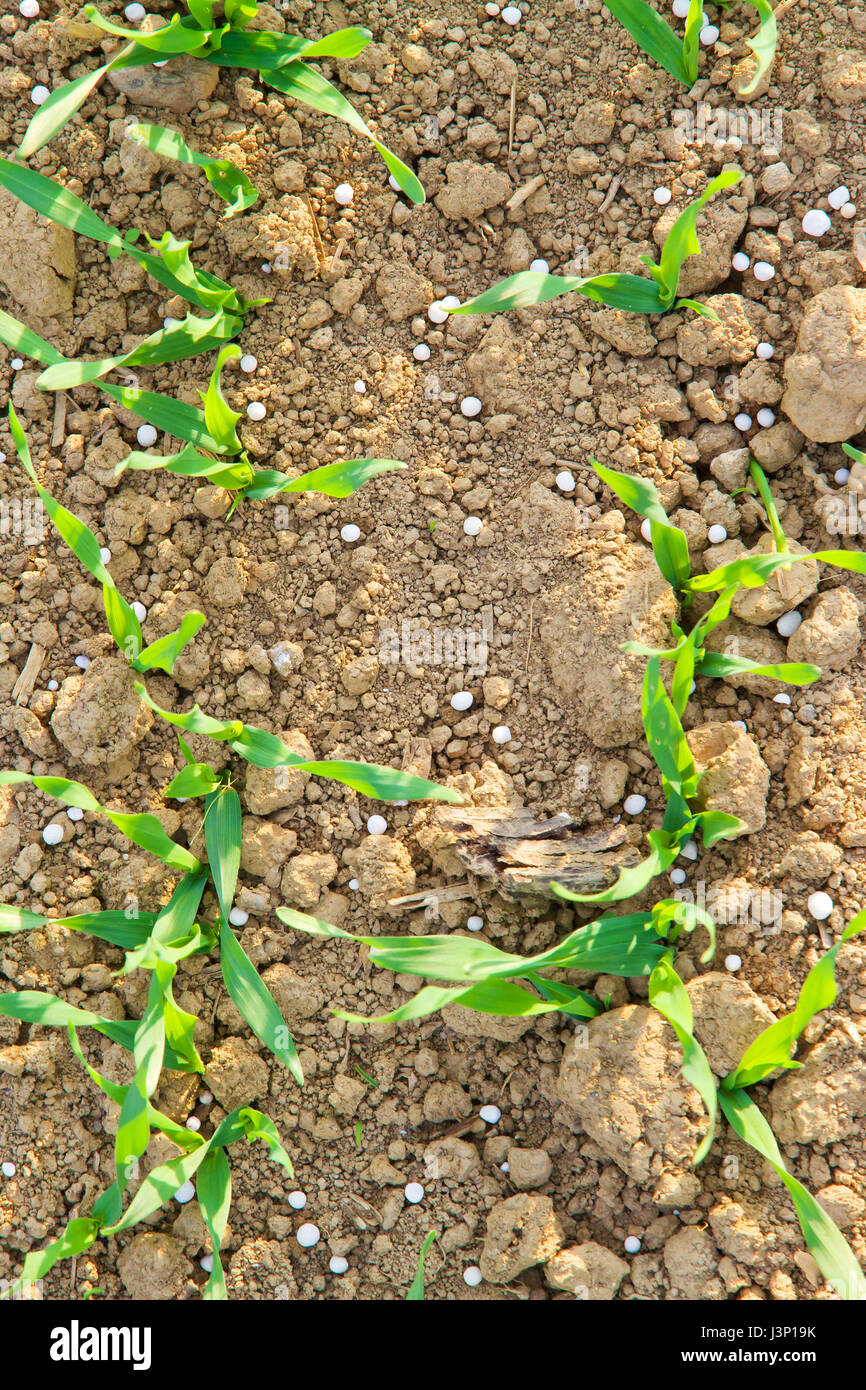 Fertilizer on a field Stock Photo - Alamy